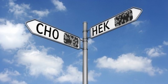 CHO versus HEK293: Which cell line is right for my protein expression ...