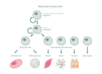 Stem Cells: Promising Opportunities but Highest Demands - Eppendorf US
