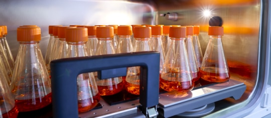 Stable vs transient expression: Which to use and when? - Eppendorf US