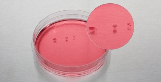 How to identify fungal contamination in your cell culture - Eppendorf Spain