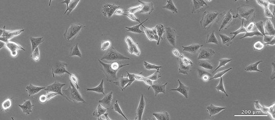How to identify eukaryotic contamination in your cell culture ...