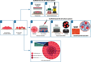 How do cells cultured in 2D and 3D differ? A dimension shift - Eppendorf US