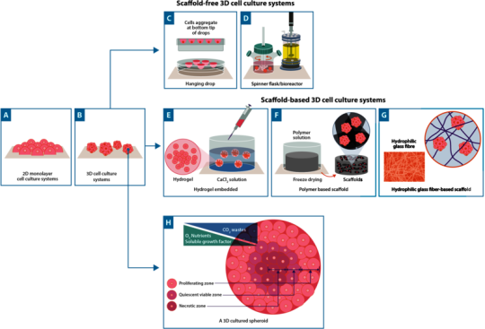 How do cells cultured in 2D and 3D differ? A dimension shift - Eppendorf US