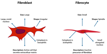Five Reasons Why Fibroblasts are Commonly Used in Cell Cultures ...