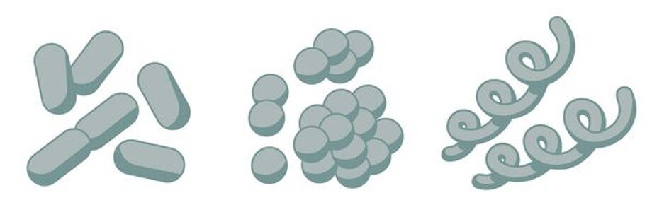 How to recognize bacterial contamination in your cell culture - Eppendorf