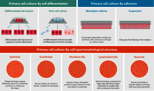 What is Primary Cell Culture? - Eppendorf US