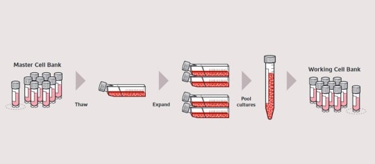 Cell Culture FAQ: How to establish a new cell line in your lab ... Cell Culture FAQ: How to establish a new cell line in your lab ...