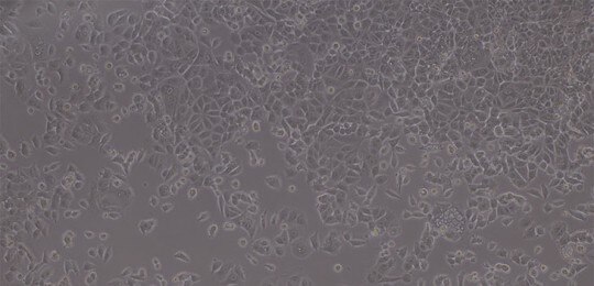 The four pillars of cell culture integrity - Eppendorf Finland The four pillars of cell culture integrity - Eppendorf Finland