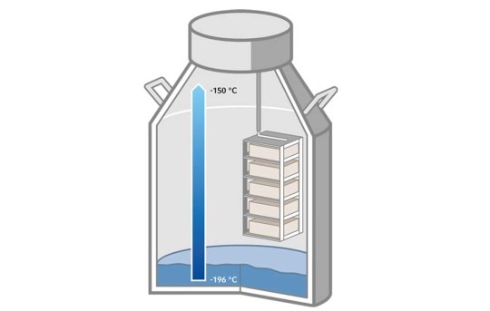 Long-term storage in liquid nitrogen: Should I keep frozen cells in the ...