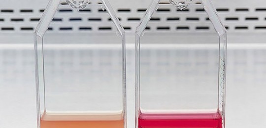 The four pillars of cell culture integrity - Eppendorf Belgium