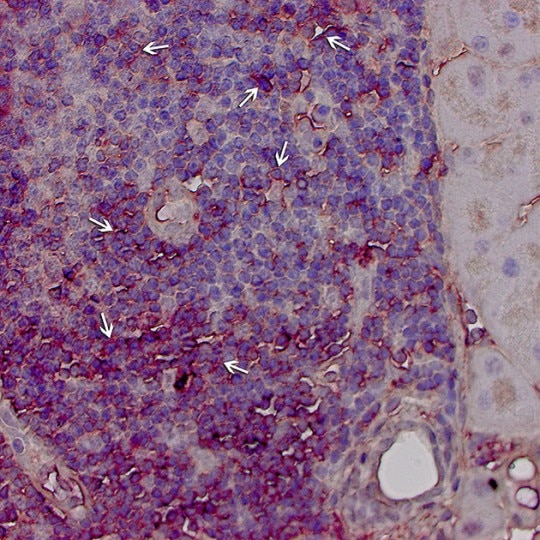 In-Situ PCR: PCR Directly Inside a Cell? - Eppendorf Spain
