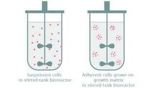 Stem Cell Bioprocessing - Eppendorf US