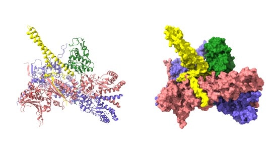 Chaperones in mammalian cultures - Eppendorf China