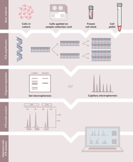 STR Profiling - Eppendorf US