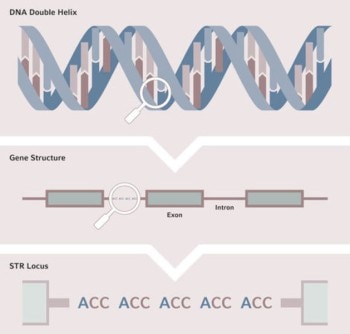 STR Profiling - Eppendorf US