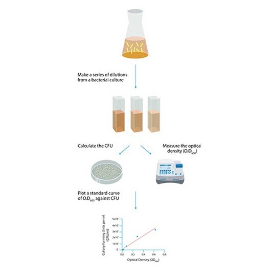How to quantify bacterial cultures - From CFU and OD to counting ...