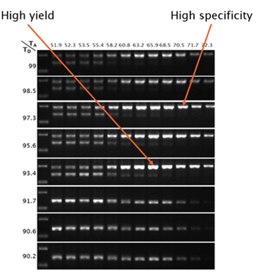 Improve Yield and Specificity of Your PCR Using the 2D-Gradient ...