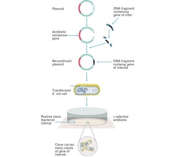 How to select an E. coli strain - Eppendorf US