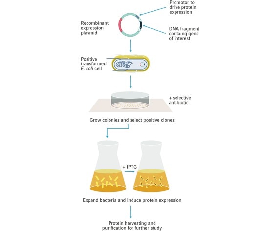 How to select an E. coli strain - Eppendorf US