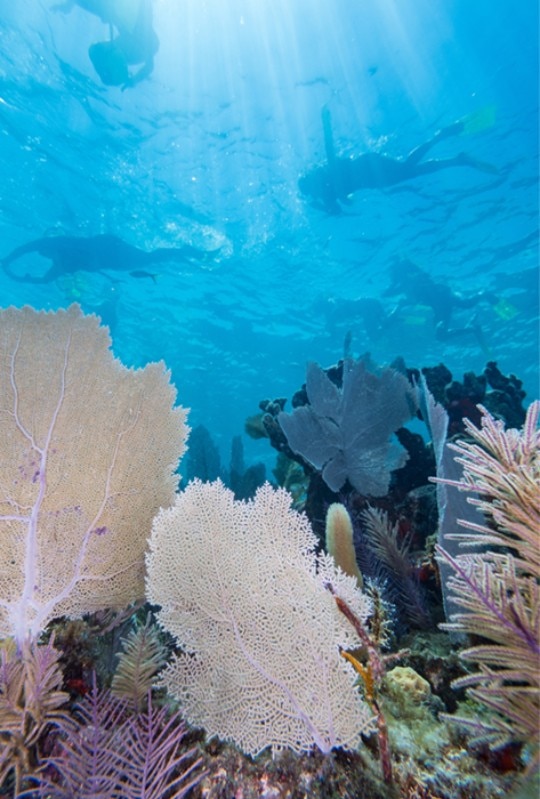 Coral reefs - Exquisitely Beautiful and Endangered - Eppendorf Thailand