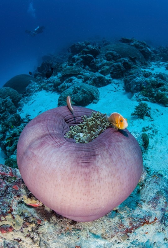 Coral reefs - Exquisitely Beautiful and Endangered - Eppendorf US