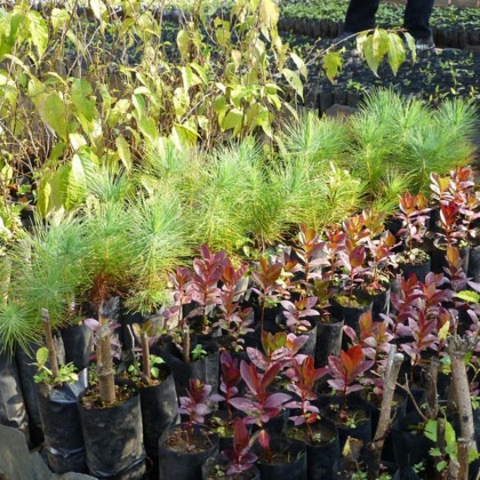 Donate epPoints® – Protect the Rainforest - Eppendorf Spain