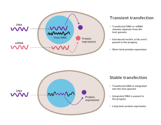 Stable vs transient expression: Which to use and when? - Eppendorf US Stable vs transient expression: Which to use and when? - Eppendorf US