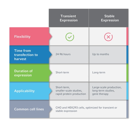Stable vs transient expression: Which to use and when? - Eppendorf US
